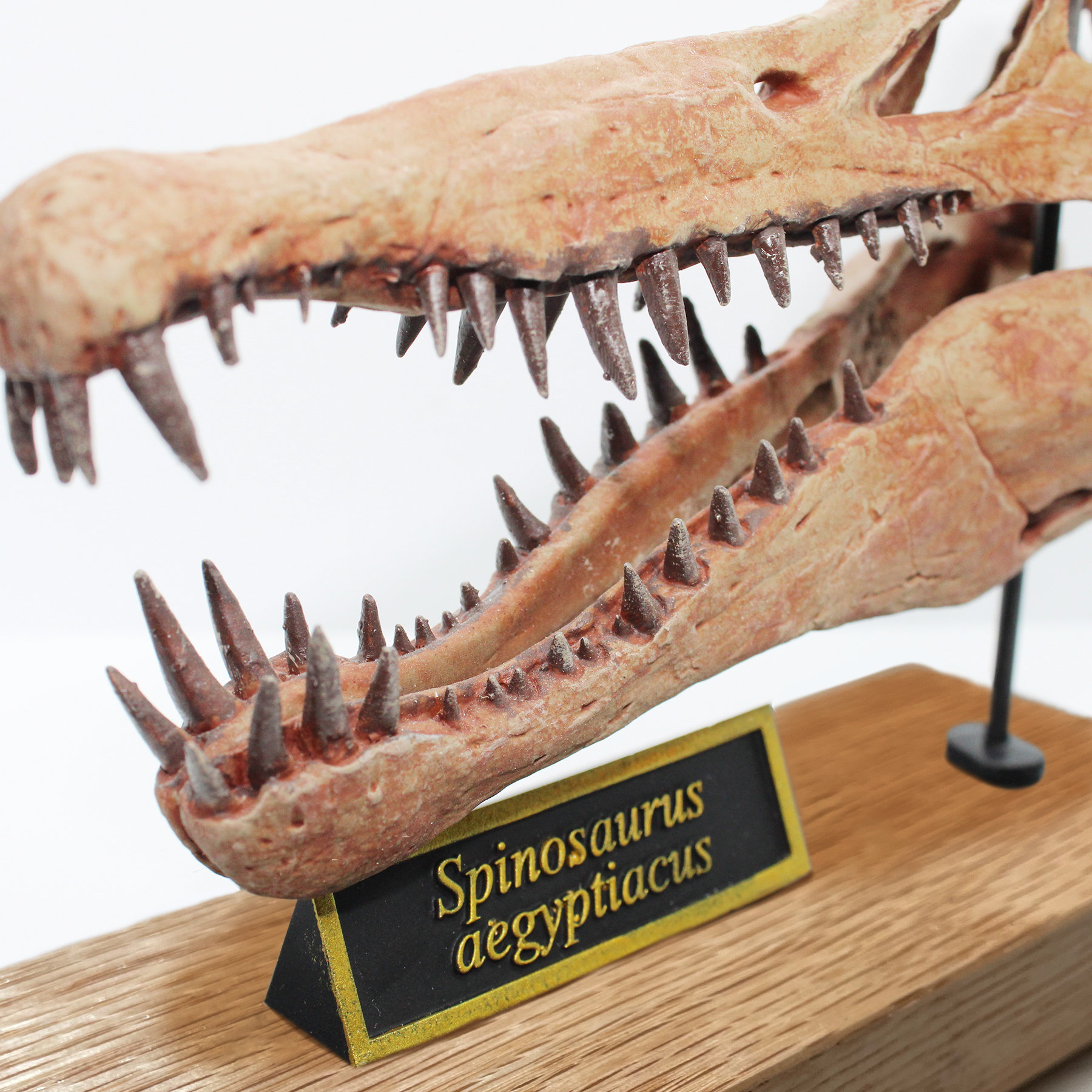 Spinosaurus Aegyptiacus Scaled Skull | ubicaciondepersonas.cdmx.gob.mx