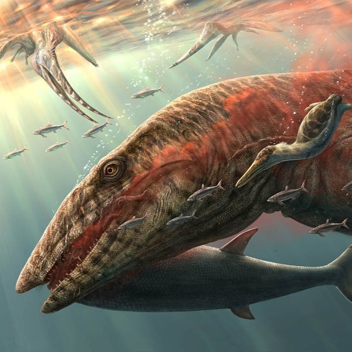 Prehistoric Sea Animals Fossils