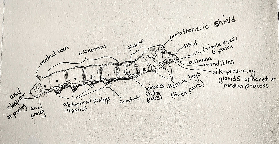Anatomy of a Silkworm