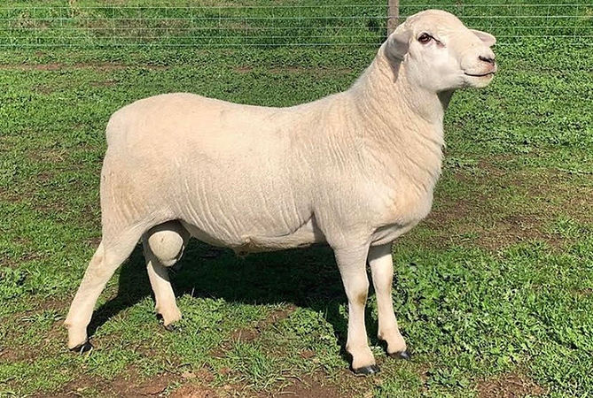 Home | BALMATTUM Australian White Sheep Stud