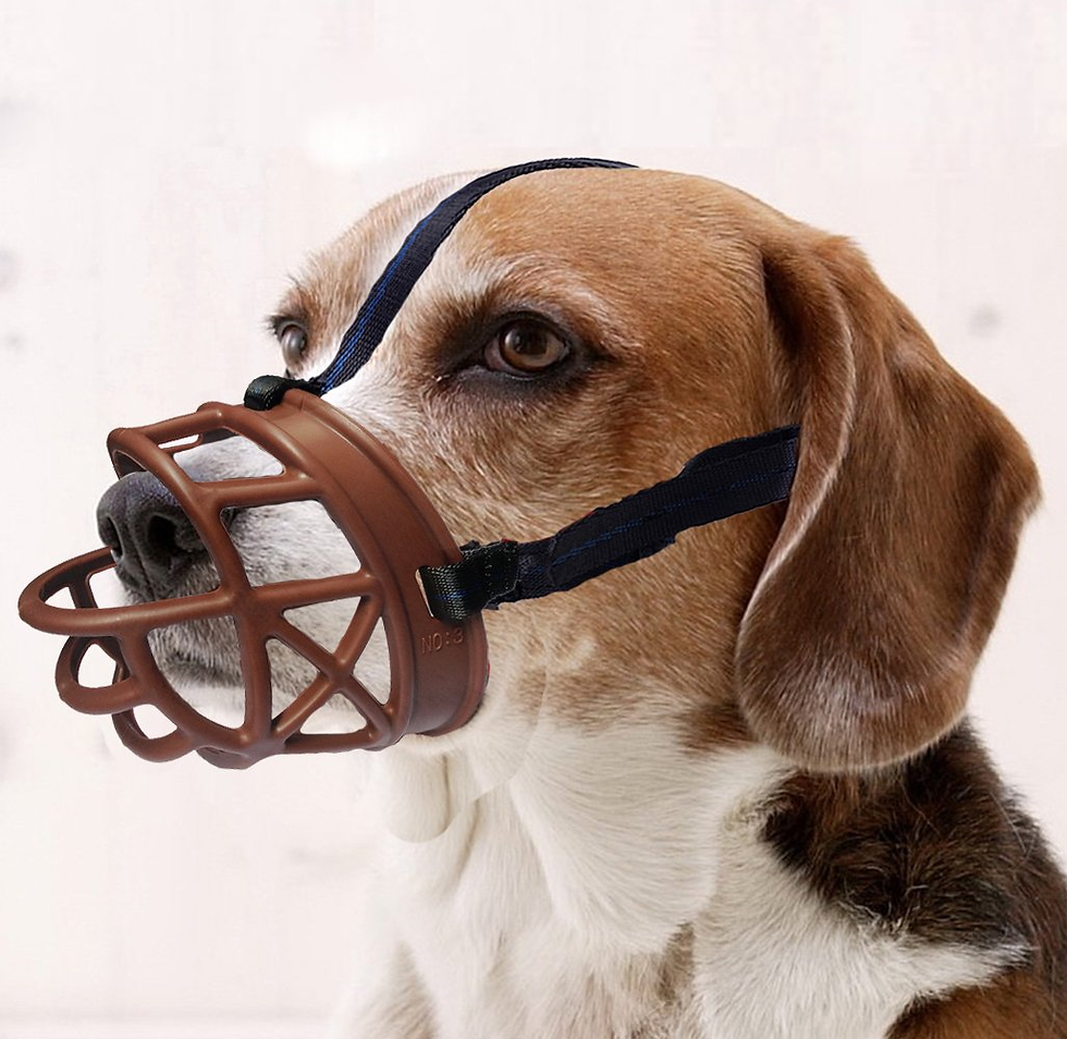 6 STEPS FOR MUZZLE TRAINING YOUR DOG AND TYPES OF MUZZLES