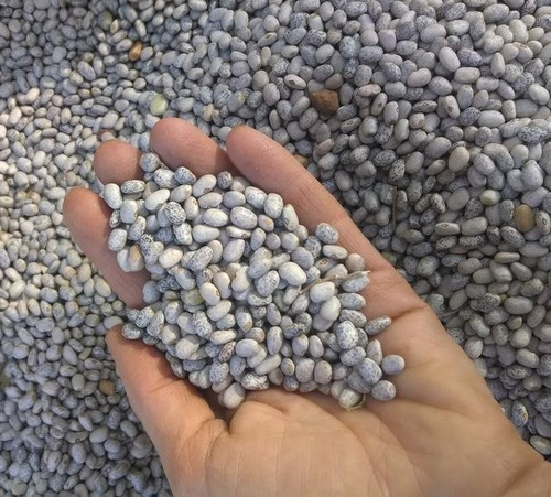 Tepari Blue Specked Bean (Phaseolus acutifolius) | Seeds Hunters