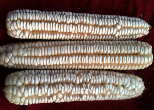 Mais Hickory Cane (Zea mays) | cercatoridisemi