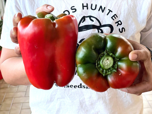 Peperone Quadrato D'asti Rosso (Capsicum annuum) | cercatoridisemi