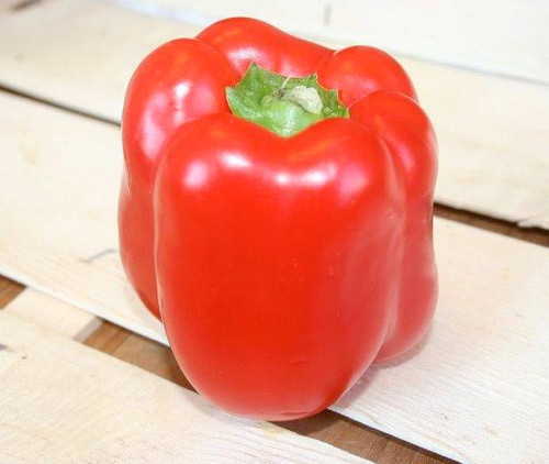 Peperone Quadrato D'asti Rosso (Capsicum annuum) | cercatoridisemi