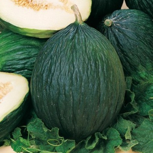 Melone Verde Napoletano tardivo (Cucumis melo) | cercatoridisemi