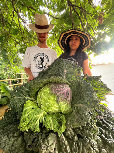 Cavolo Verza Viola di Verona (Brassica oleracea) | cercatoridisemi