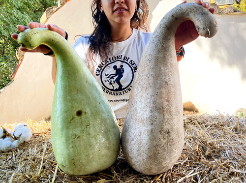 Giant Mayo Pumpkin (Lagenaria Siceraria) | seed finders