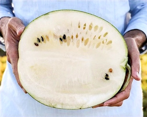 Cocomero Yamato Silver (Citrullus lanatus L.) | cercatoridisemi