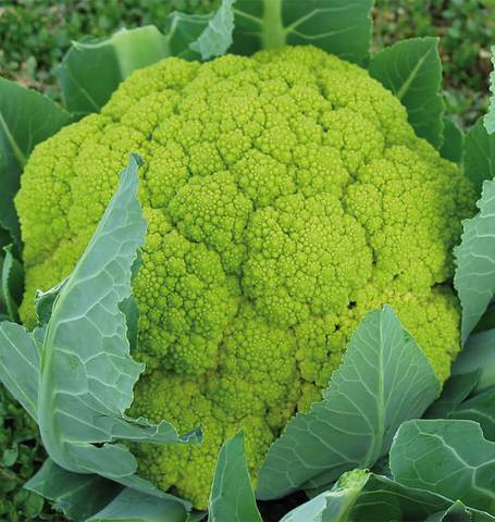 Cavolfiore Verde di Macerata (Brassica oleracea) | cercatoridisemi