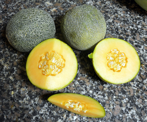 Dwarf Persian Melon (Cucumis melo) | Seeds Hunters