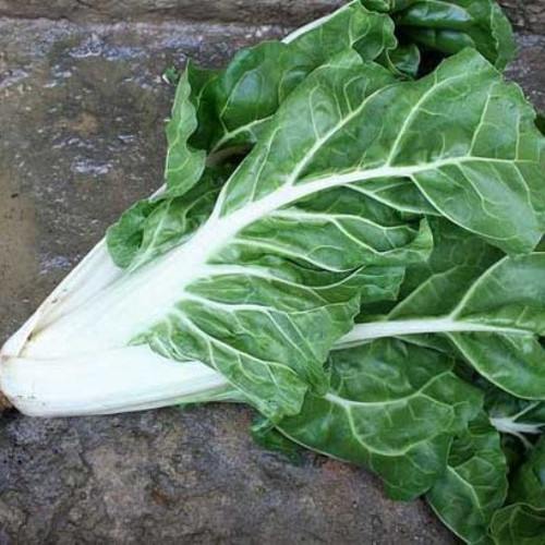 Bietola a coste Barese ( Beta vulgaris var. cicla ) | cercatoridisemi