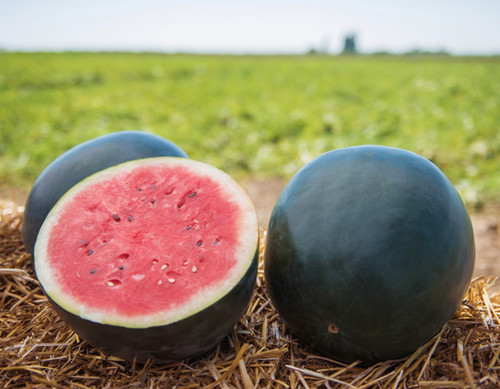 Anguria Sugar Baby (Citrullus lanatus) | cercatoridisemi