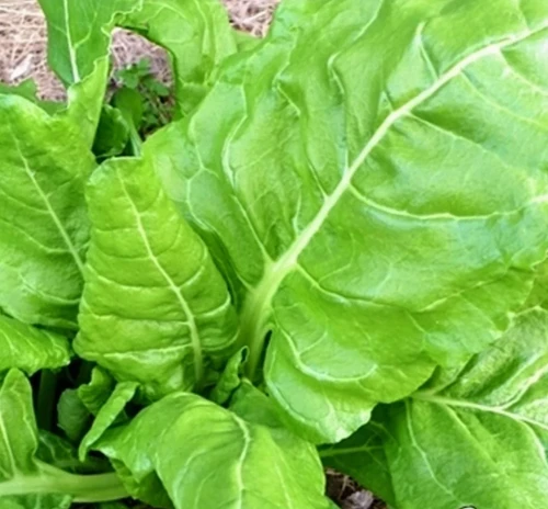 Umaina bieta Giapponese (Beta vulgaris) | cercatoridisemi