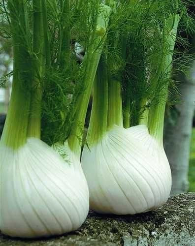 Finocchio Chiarino (Foeniculum vulgare) | cercatoridisemi