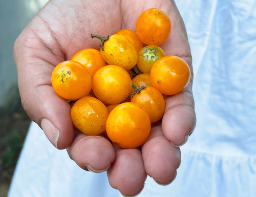 Pomodorino Selvatico delle Galapagos (Solanum cheesmaniae) | Aridocoltura