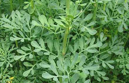 Ruta (Ruta graveolens) | cercatoridisemi