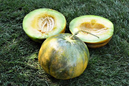Melone Moscatello (Cucumis melo) | cercatoridisemi