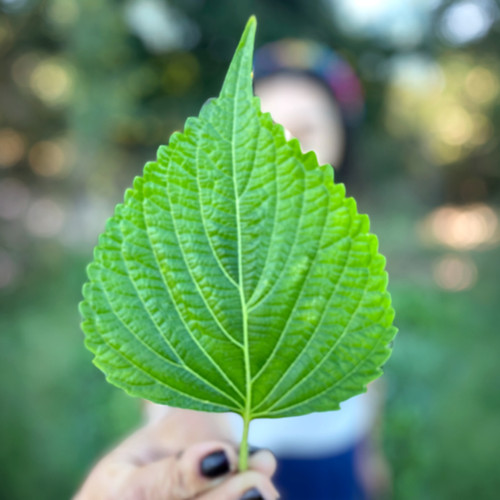 Egoma - Shiso Verde (Perilla frutescens var. frutescens) | cercatoridisemi