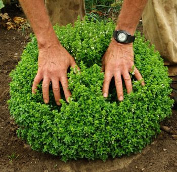 Basilico Greco (Ocimum basilicum var. minimum ) | cercatoridisemi