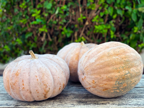 Muscat Pumpkin from Nepal (Cucurbita moschata) | Seeds Hunters