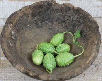 West Indian Burr Gherkin (Cucumis anguria) | Seeds Hunters