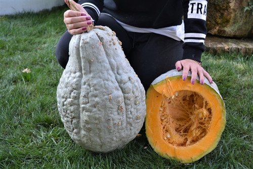 Zucca Hubbard Blue (Cucurbita maxima) | cercatoridisemi