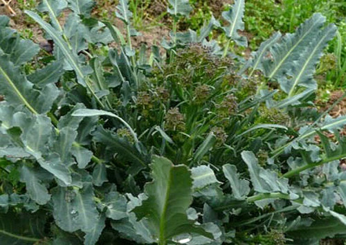 Broccolo Fiolaro (B. oleracea var. Italica) | cercatoridisemi