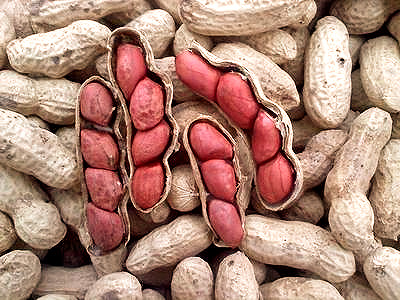 Arachide Valencia Tennessee Rossa (Arachis hypogaea) | cercatoridisemi