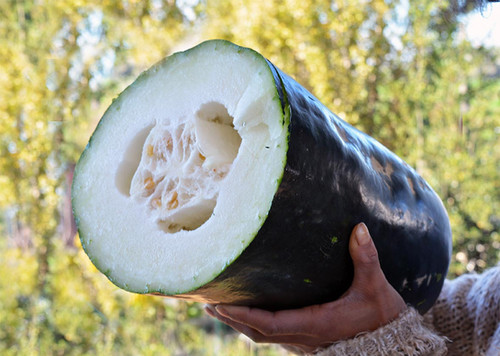 Canton Wax Giant Melon (Benincasa hispida) | Seeds Hunters