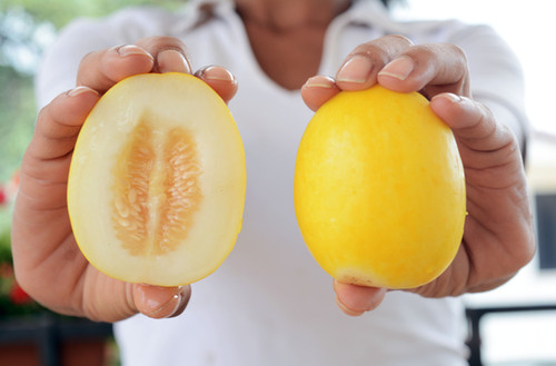 Mango Melon (Cucumis melo) | Seeds Hunters