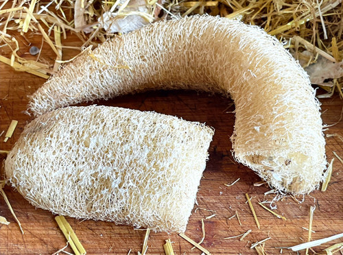 Luffa (Luffa aegyptiaca) | cercatoridisemi