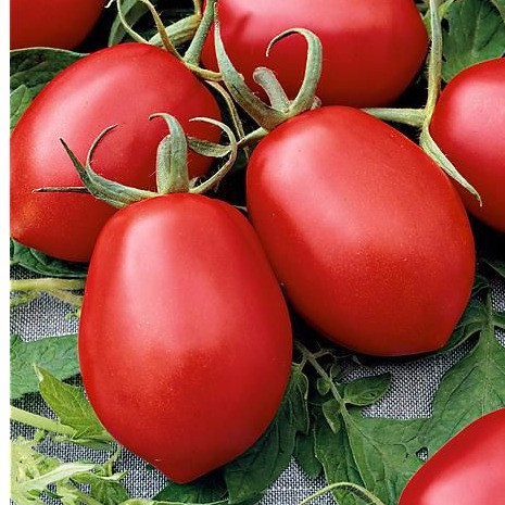 Berao Tomato (Lycopersicon lycopersicum) | Seeds Hunters