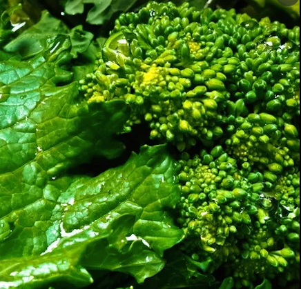 Cima di Rapa San Martino (Brassica rapa) | cercatoridisemi