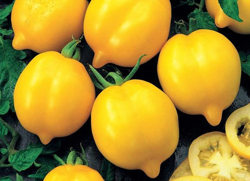 Pomodoro Lemon Tree (Lycopersicon lycopersicum) | cercatoridisemi