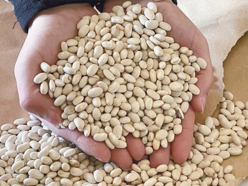 Fagiolo Toscanello (Phaseolus vulgaris) | cercatoridisemi