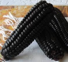 Black Sweet Aztec Corn (Zea mays) | Seeds Hunters