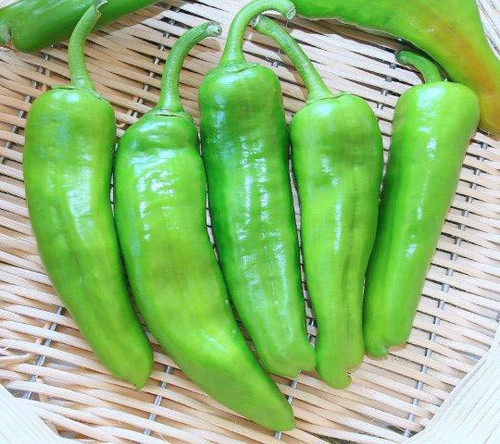Peperone Friggitello (Capsicum annuum) | cercatoridisemi