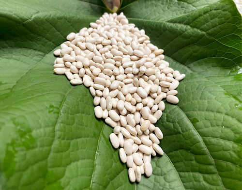 Chivo Blanco Oaxaca Bean (Phaseolus vulgaris) | cercatoridisemi