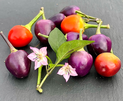 Filius Blue chili pepper (Capsicum annuum) | cercatoridisemi