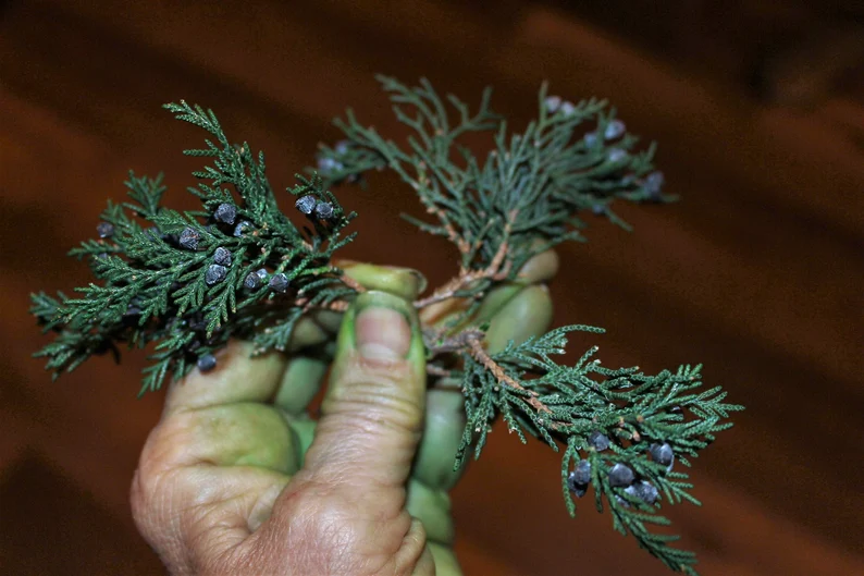 Juniper Tips With Berries-Preserved Blueberry Juniper | teresasplants.com