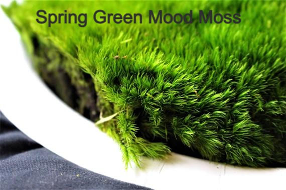 Teresa's Plants & More LLC | preserved moss