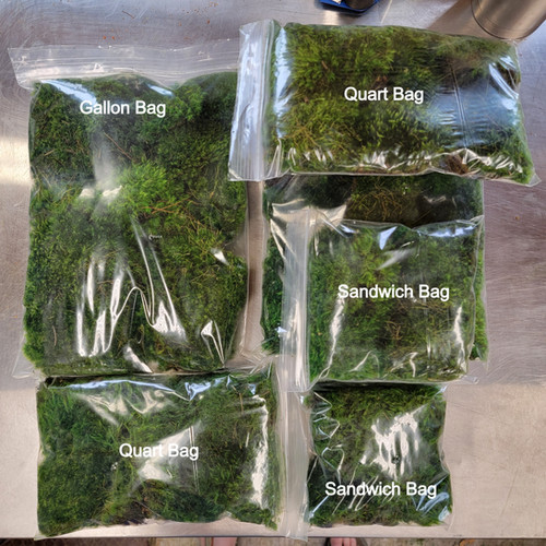 Preserved Mood Moss - Gallon Bag | teresasplants.com