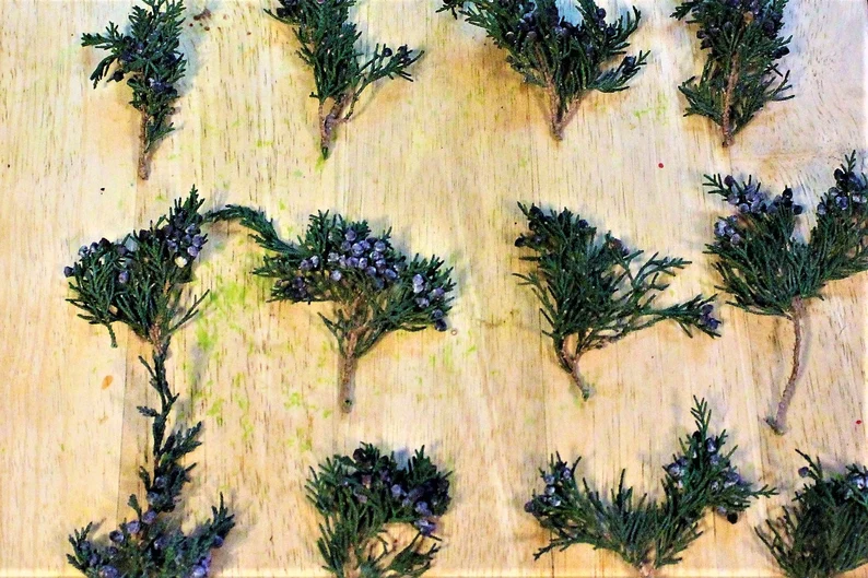 Juniper Tips With Berries-Preserved Blueberry Juniper | teresasplants.com