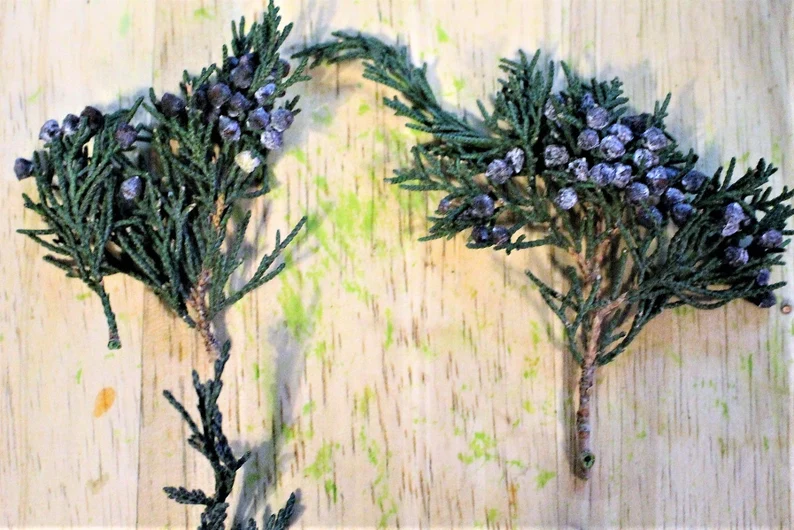 Juniper Tips With Berries-Preserved Blueberry Juniper | teresasplants.com