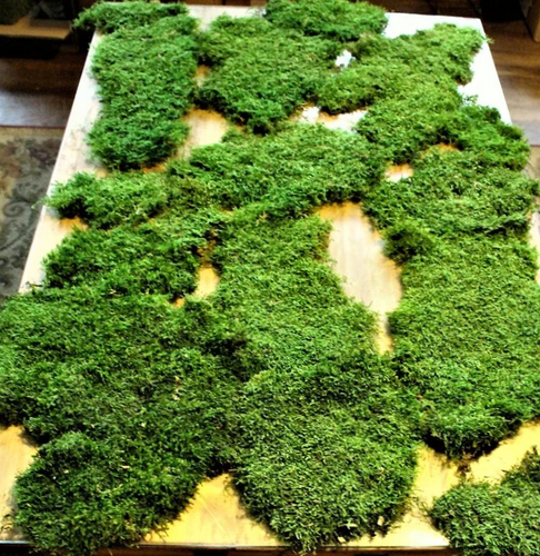 Bulk Carpet Moss | Wall Art | Preserved Sheet Moss | Hypnum ...