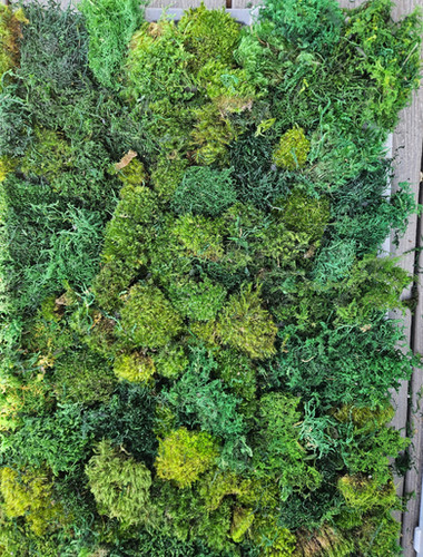 Preserved Moss Bulk | Mood Moss | Fern Moss | Sheet Moss | Hypnum Moss ...