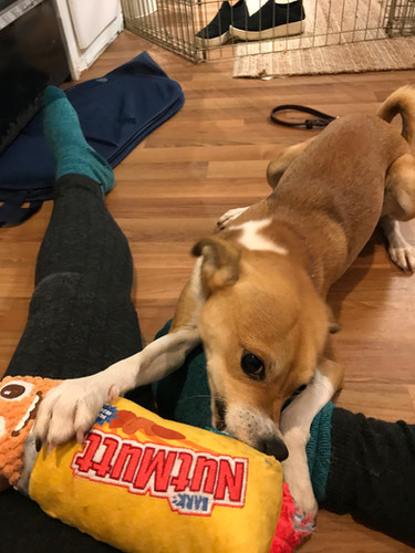 New Dog Adoption Kit | Underdog Pets WA