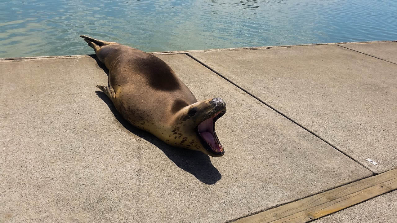 Owha the Leopard Seal | Rivercare Group