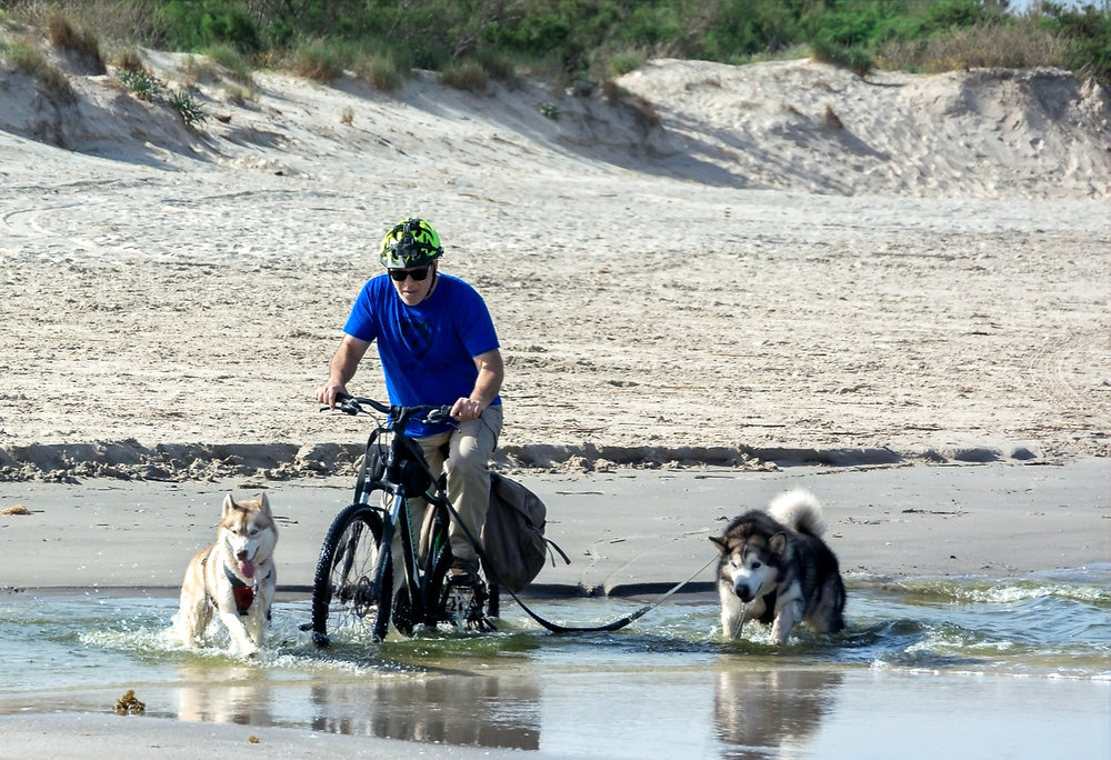 Driving Dogs in Hot Climates: Dangers and Precautions